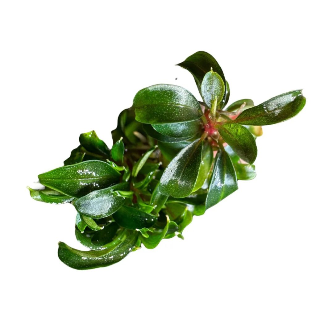 Bucephalandra Red Phantom in vitro Plantfarm - Selva Aquática